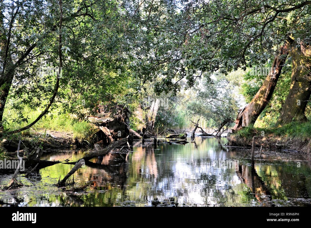Alluvial forest on the Beetzsee in Brandenburg Stock Photo - Alamy