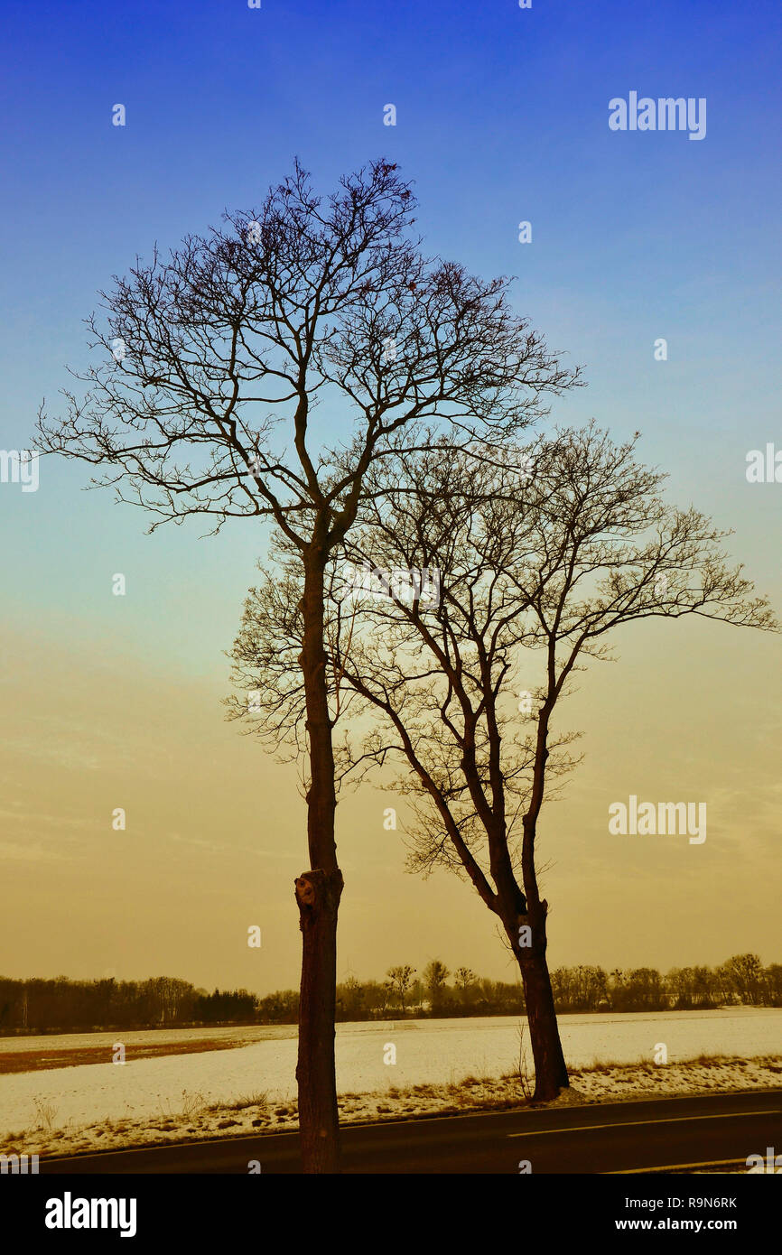 Deciduous trees in winter silhouette hi-res stock photography and ...