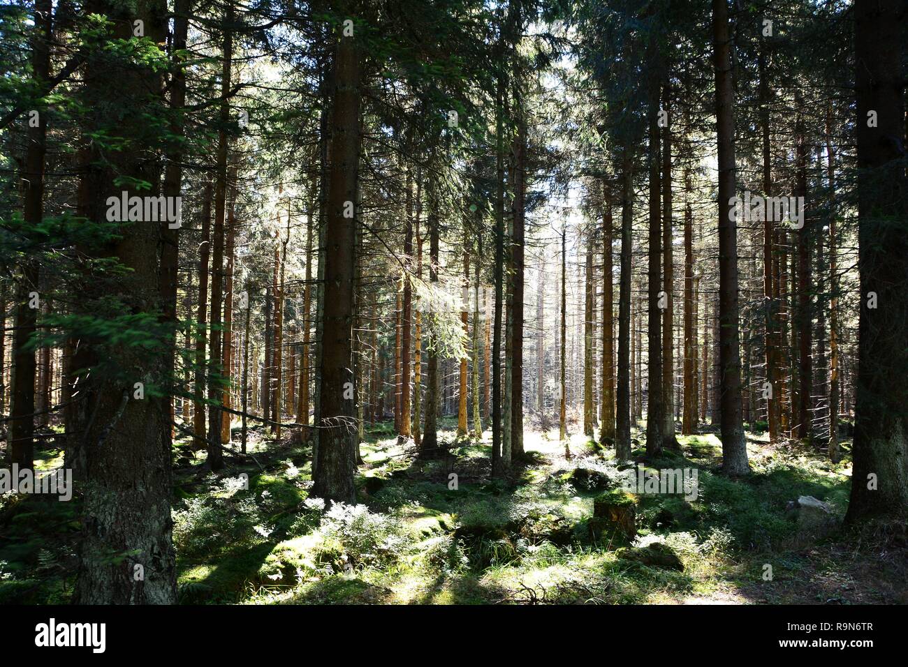 Natural park harz hi-res stock photography and images - Alamy