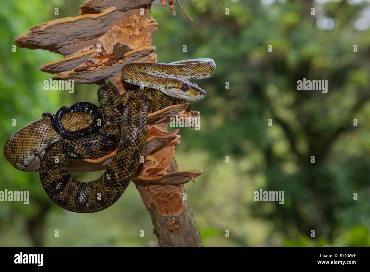 Garden (or Mangrove) tree boa snake in Costa Rica Stock Photo - Alamy