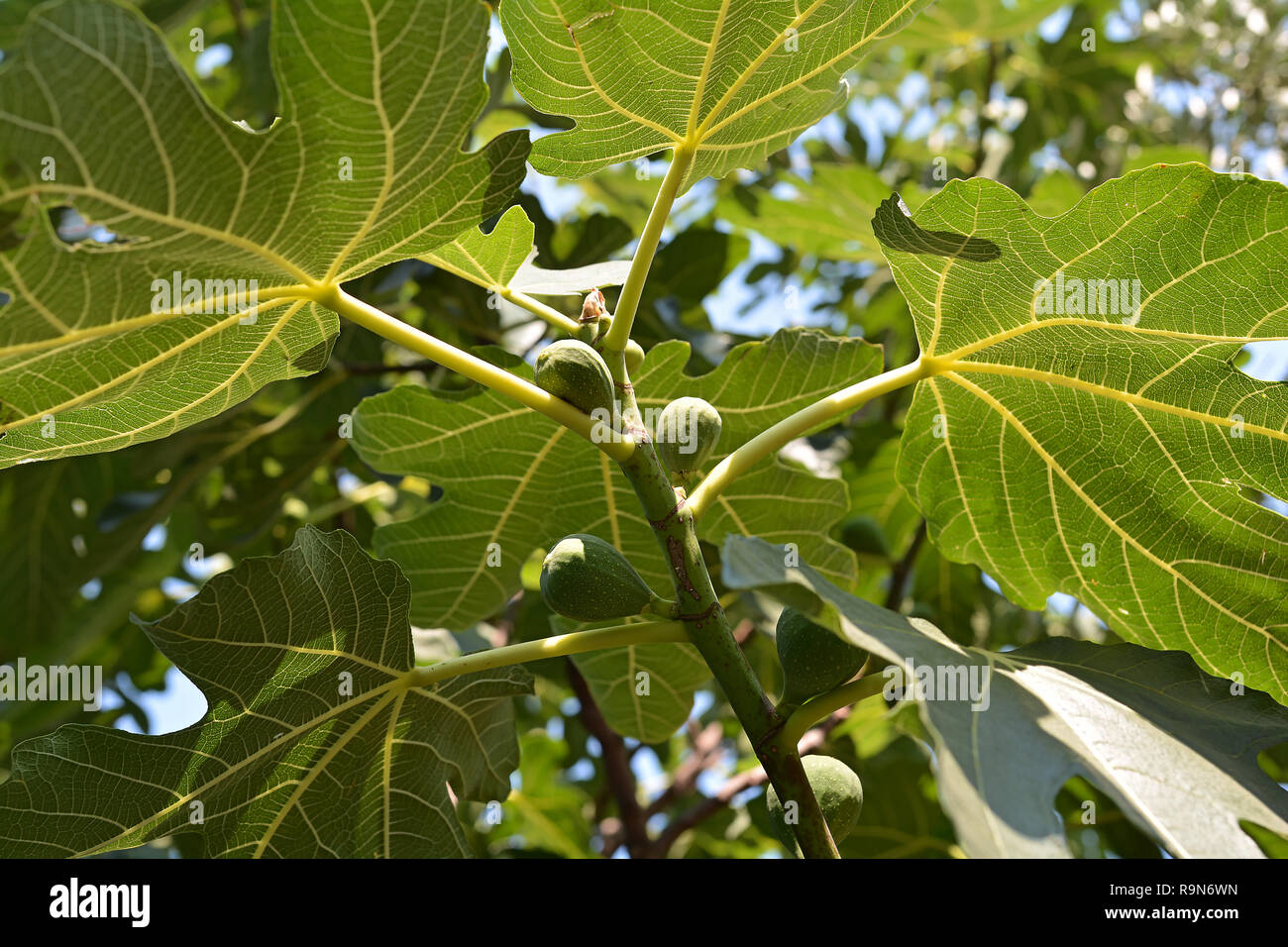 Wild Fig Tree High Resolution Stock Photography and Images - Alamy