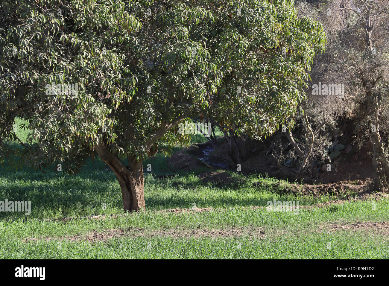 Plantations and trees Stock Photo - Alamy