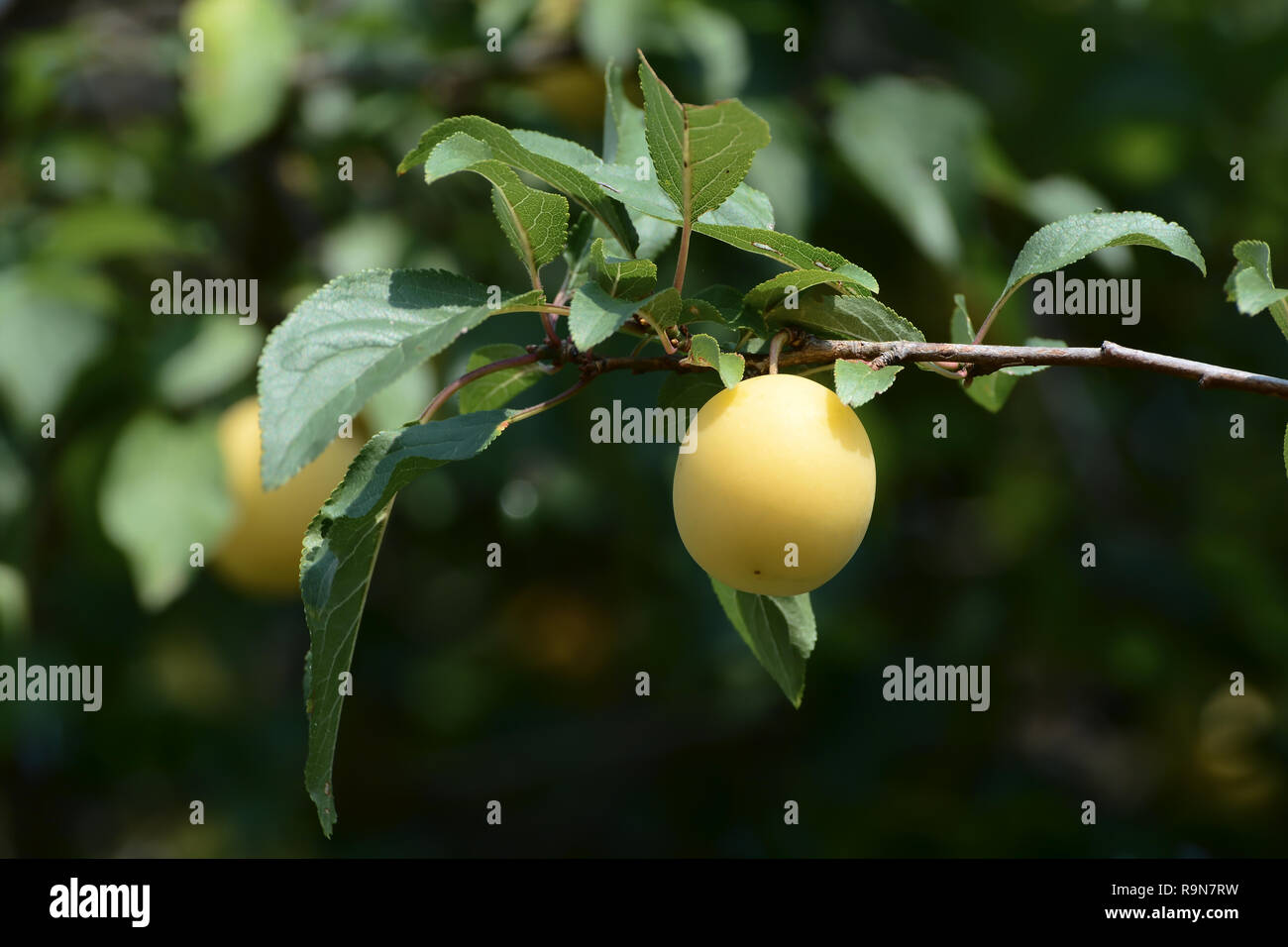 Plum types hi-res stock photography and images - Alamy