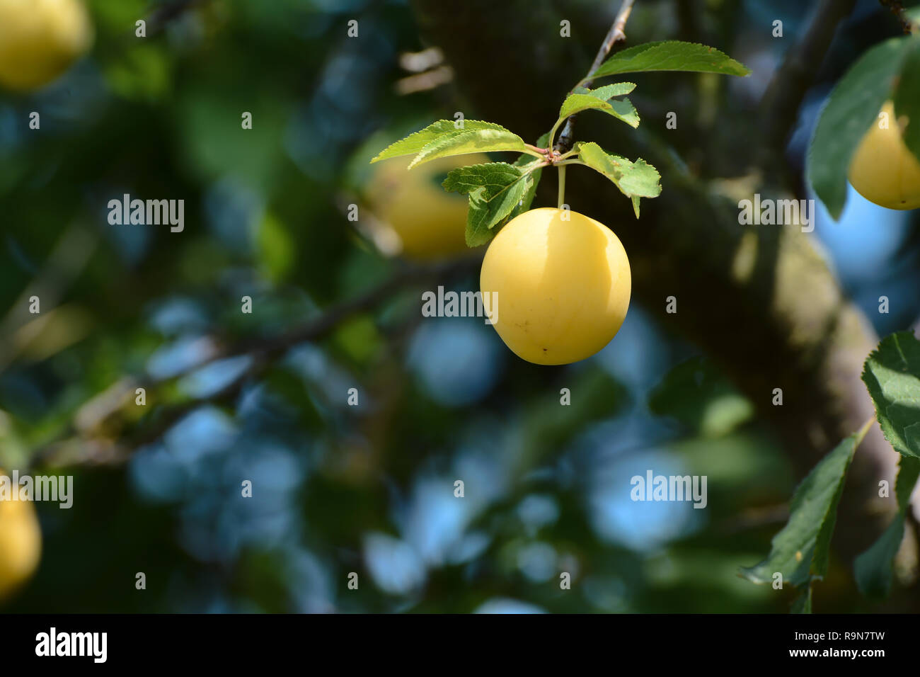Plum Types High Resolution Stock Photography and Images - Alamy