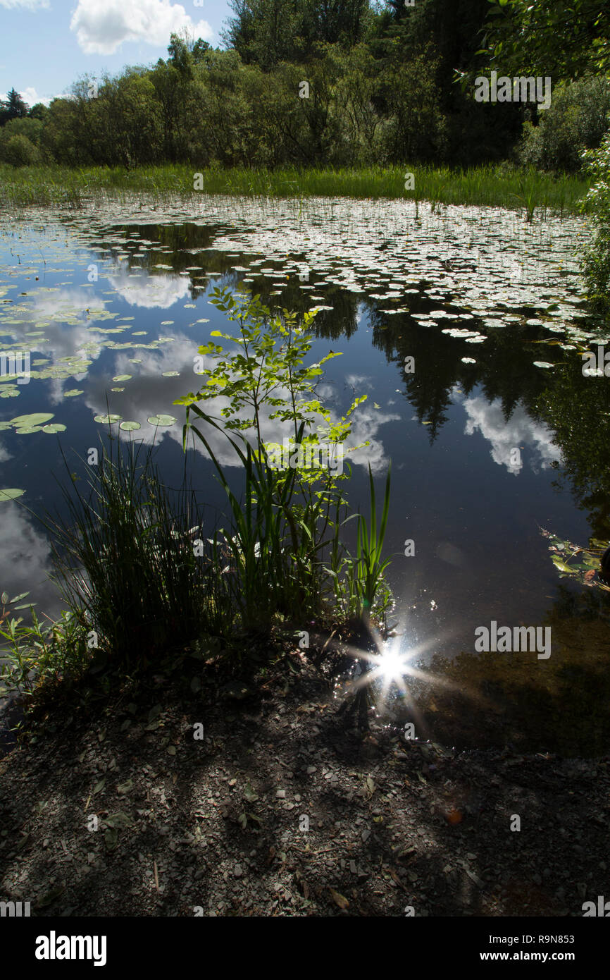Sun glinting off lake water Stock Photo - Alamy