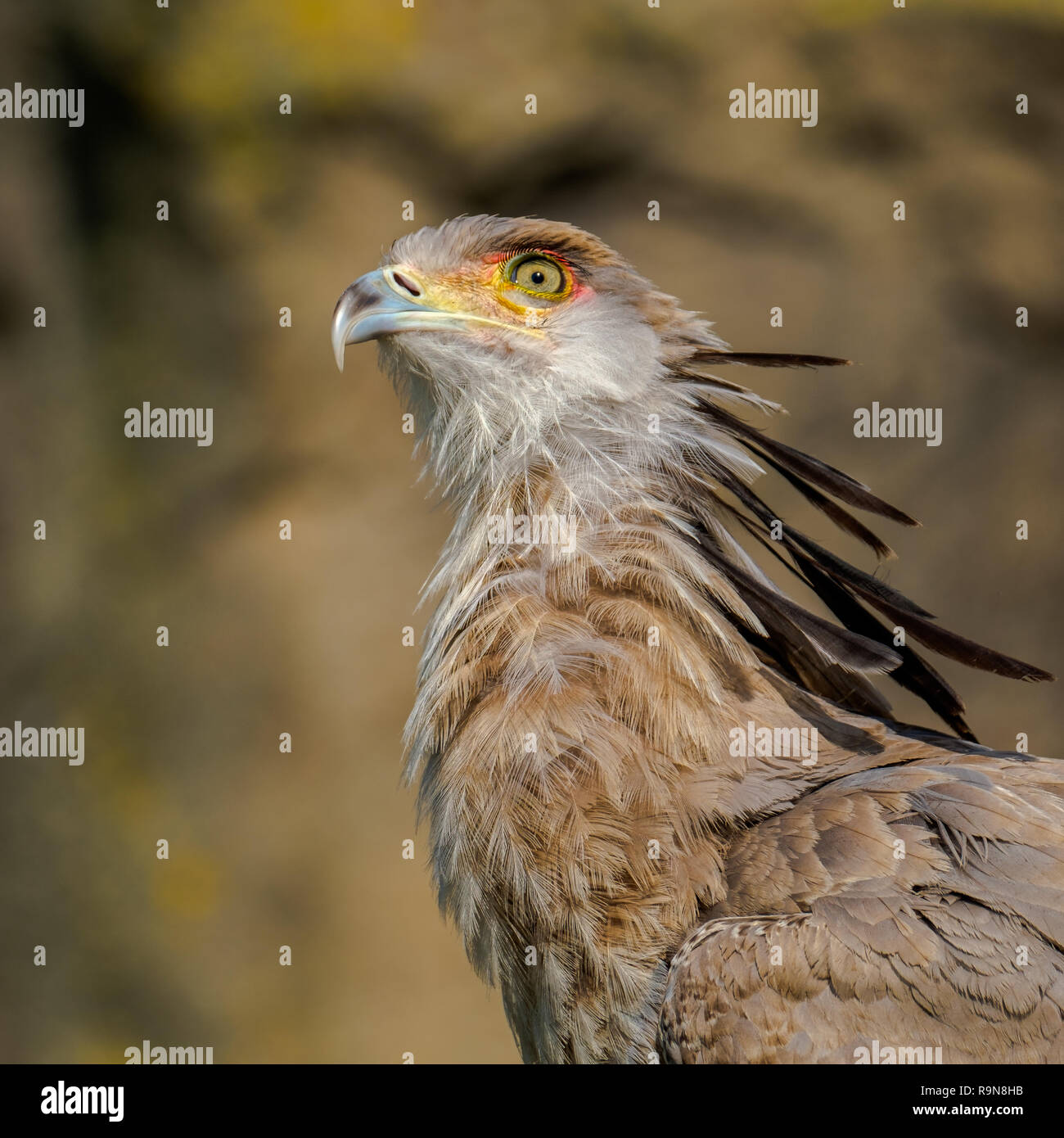 Portrait of a secretary bird Stock Photo - Alamy