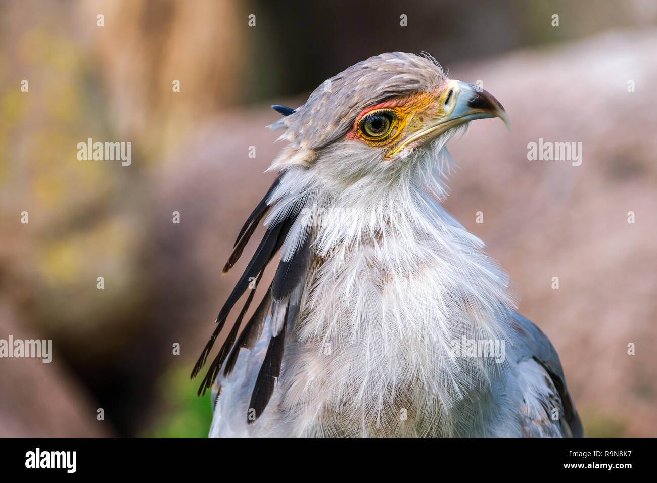 Endangered secretarybird hi-res stock photography and images - Alamy