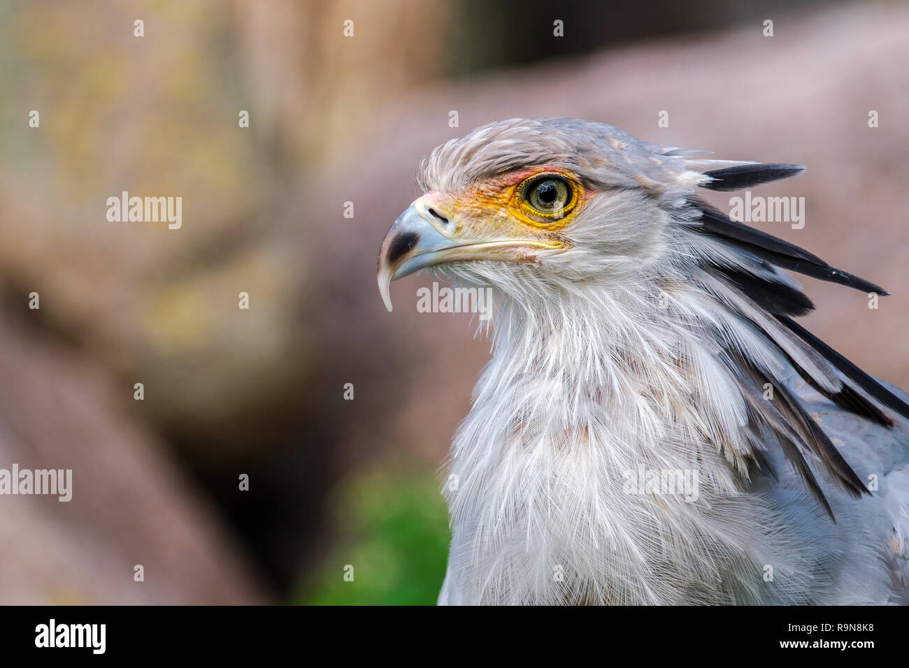 Secretarybird close up hi-res stock photography and images - Alamy