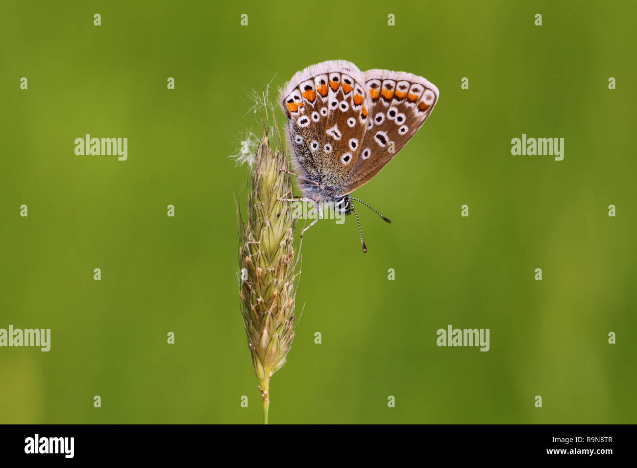 Female Common Blue Butterfly Stock Photo - Alamy