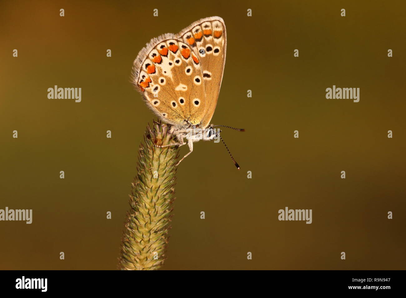 Female Common Blue Butterfly Stock Photo - Alamy