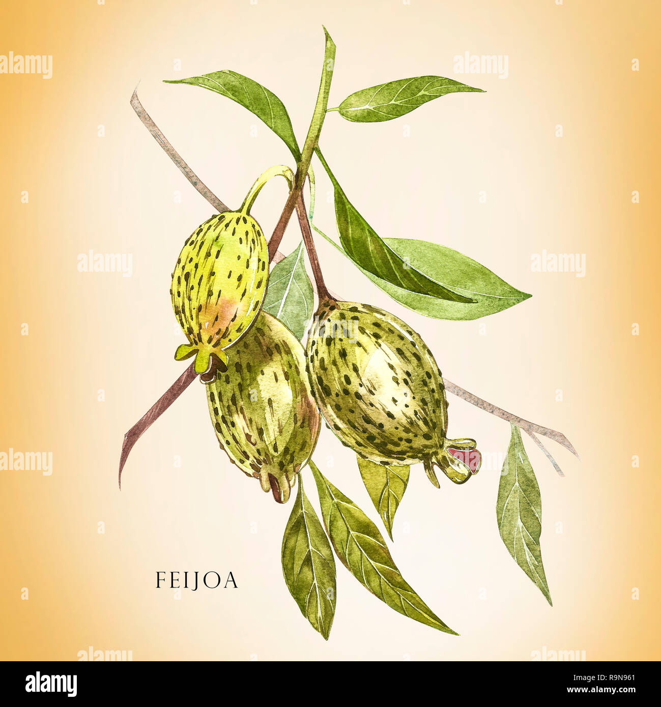 Watercolor illustration feijoa plant. Hand drawn watercolor painting on ...