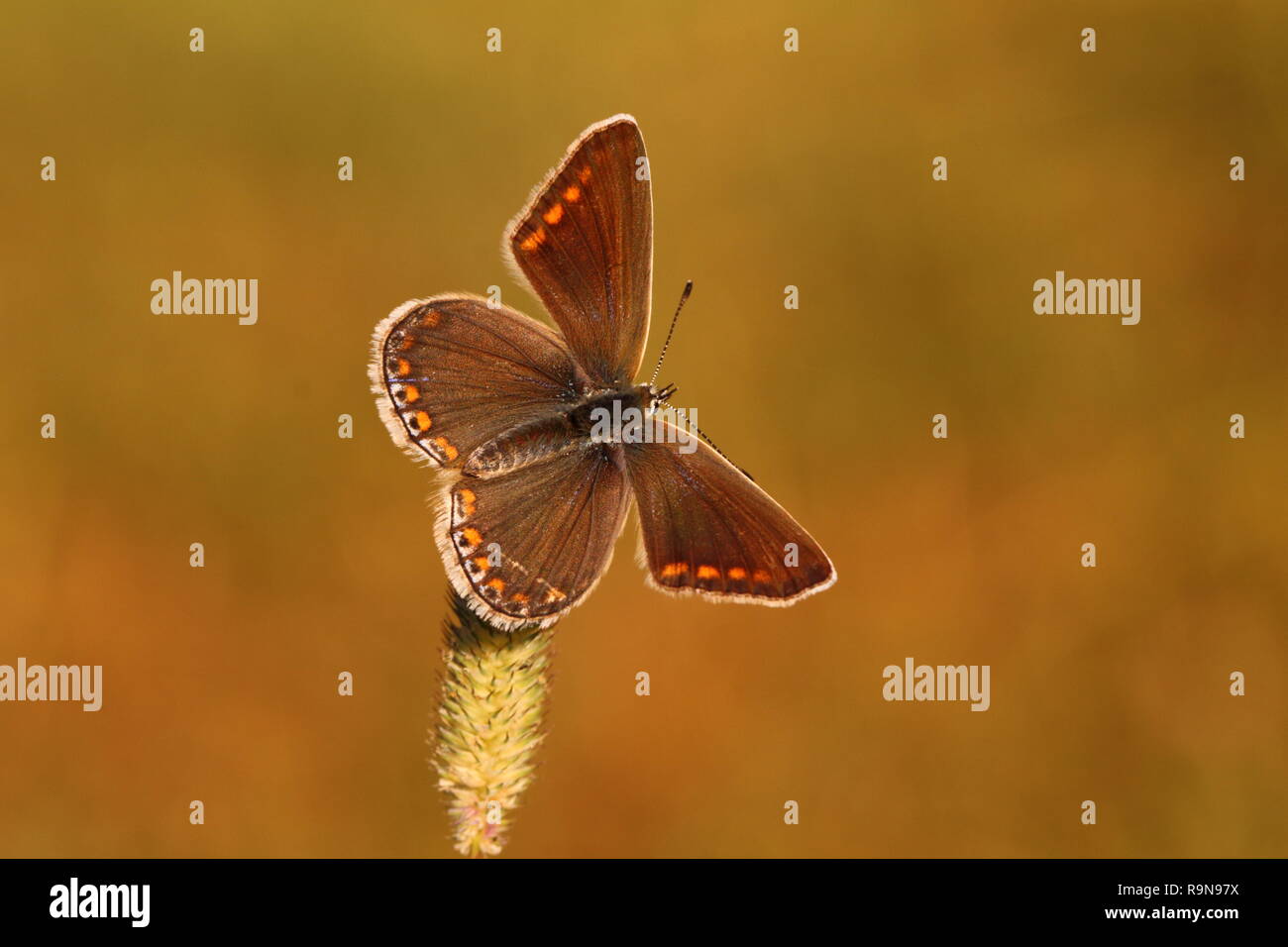 Female Common Blue Butterfly Stock Photo - Alamy