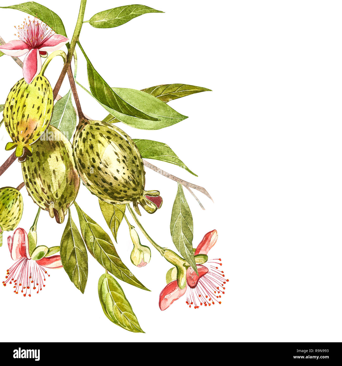 Watercolor illustration feijoa plant. Hand drawn watercolor painting on ...