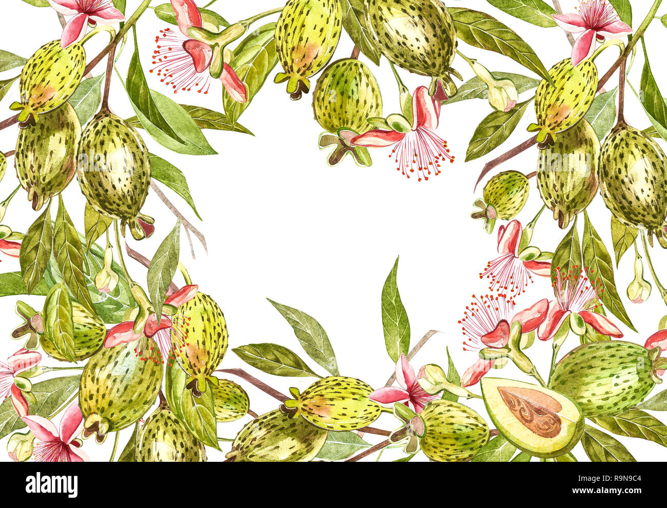 Watercolor illustration feijoa plant. Hand drawn watercolor painting on ...