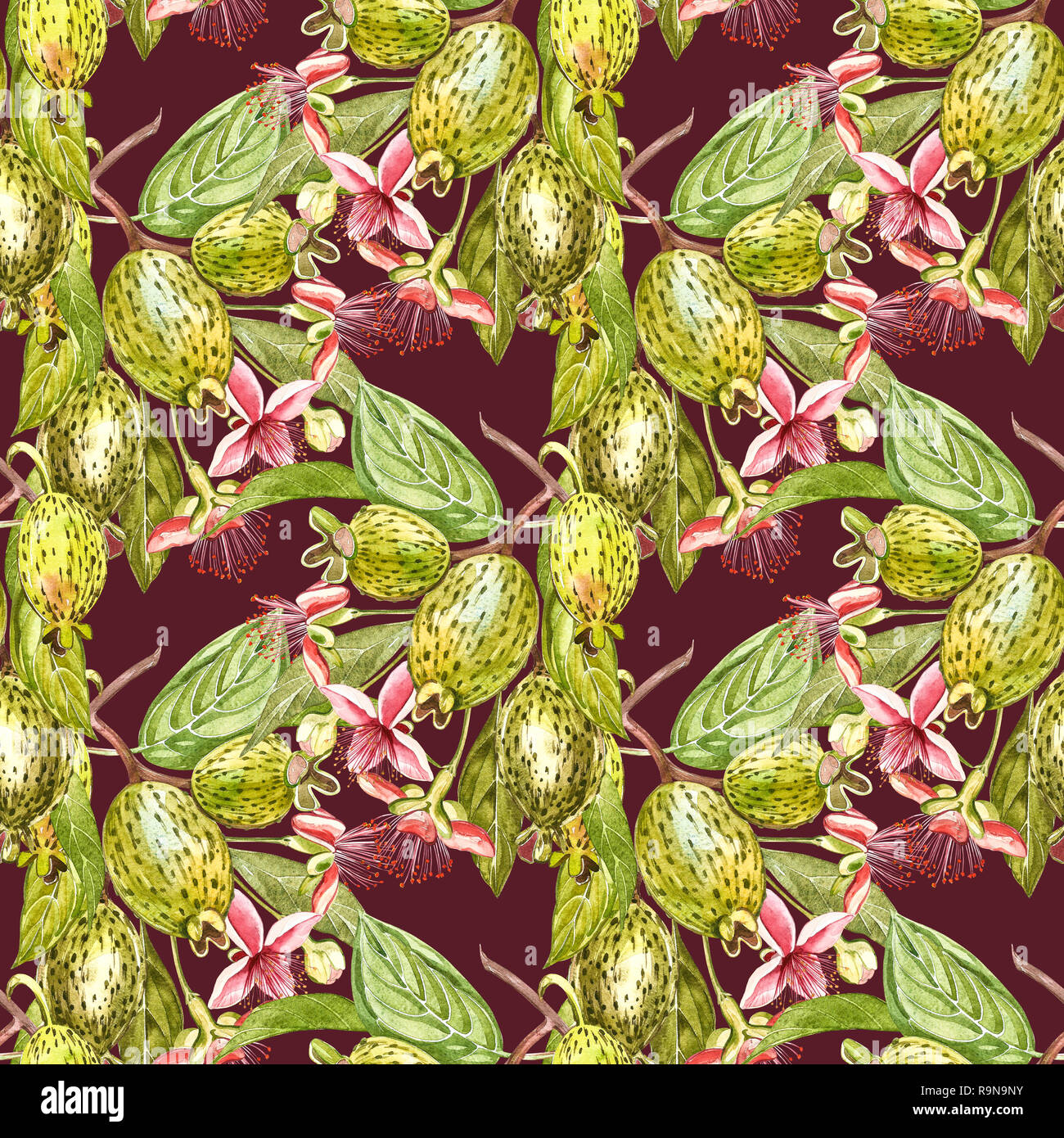 Watercolor illustration feijoa plant. Hand drawn watercolor painting on ...