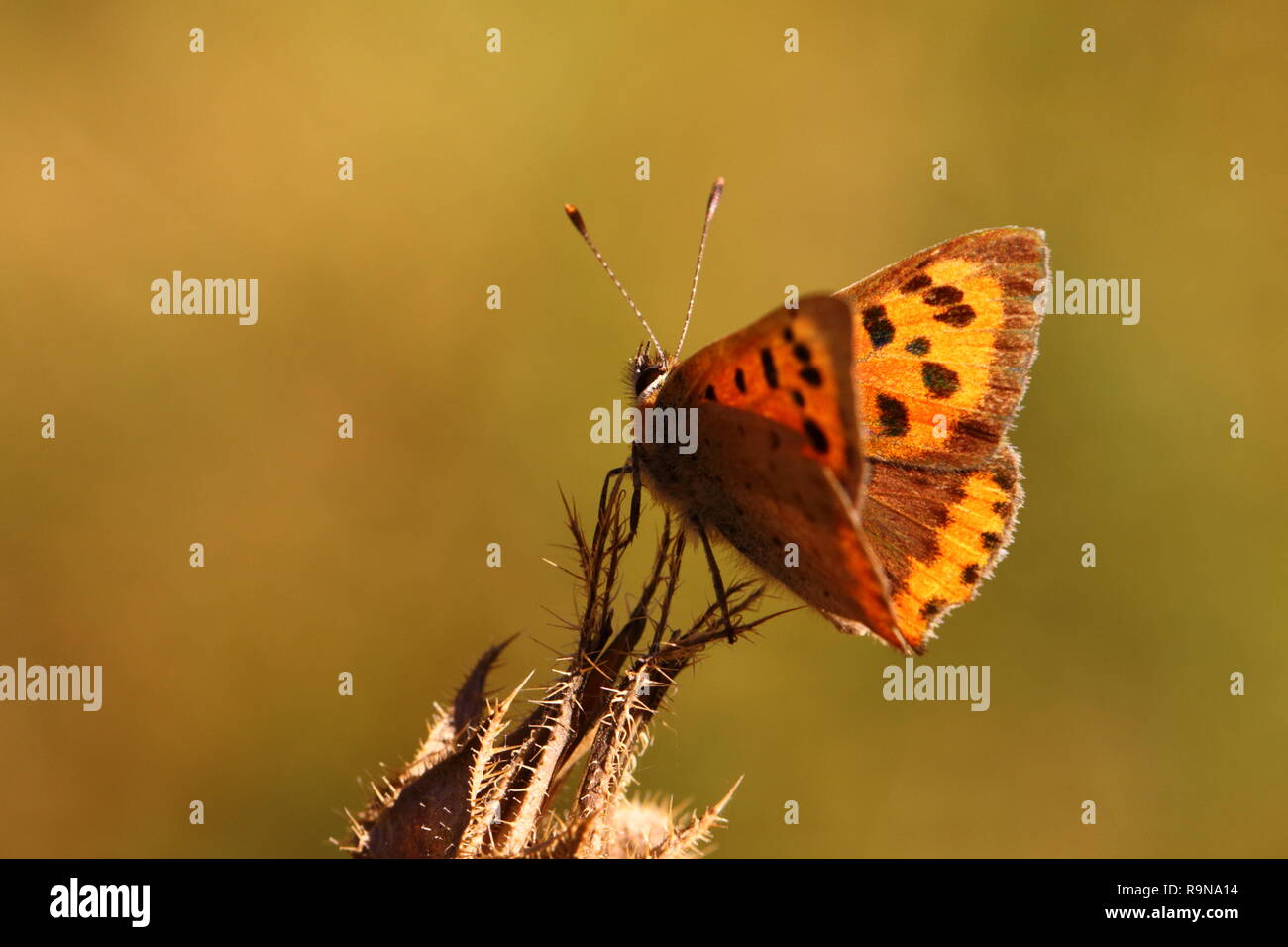 Small Copper Butterfly Stock Photo - Alamy