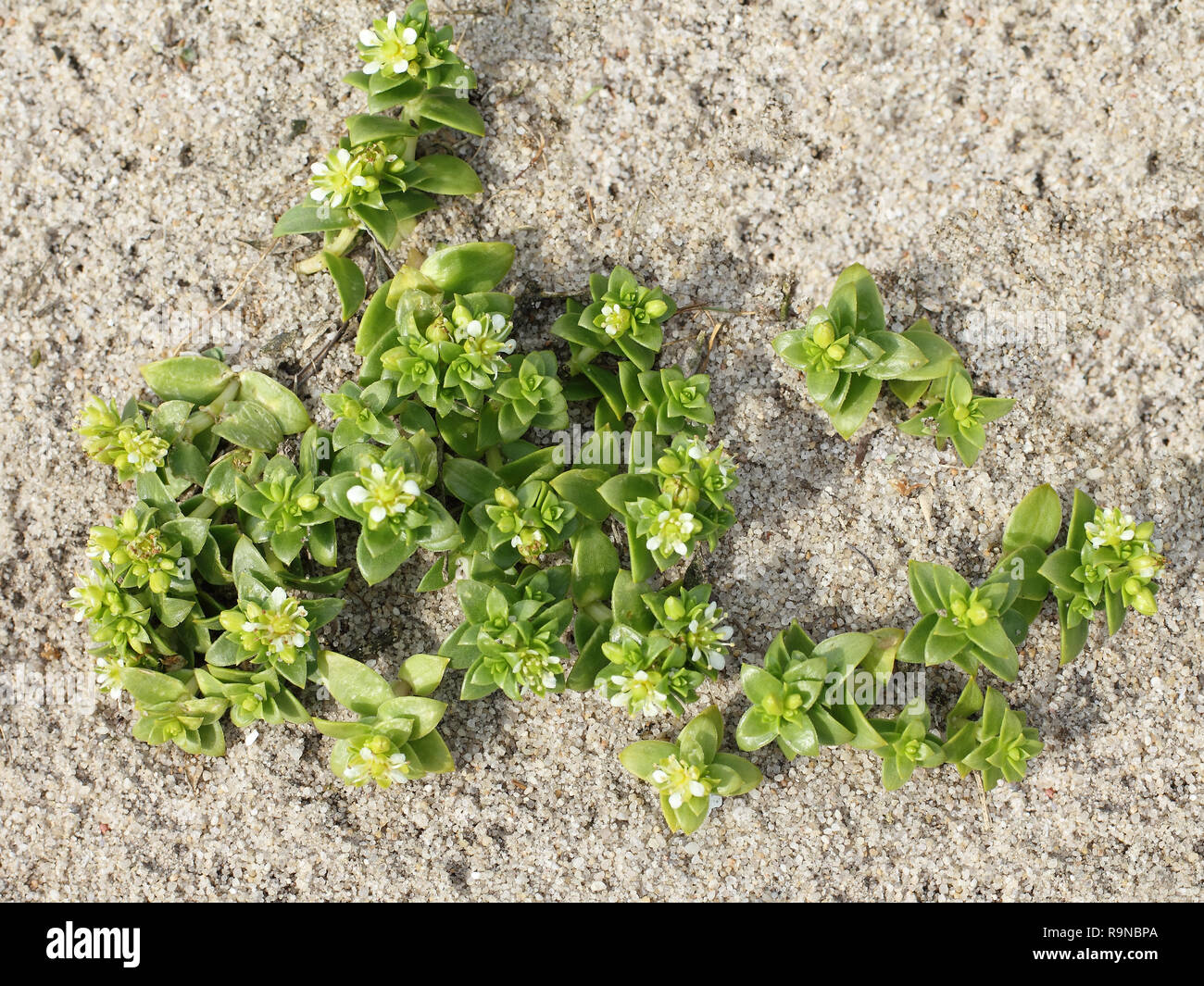 Spring sandwort hi-res stock photography and images - Alamy