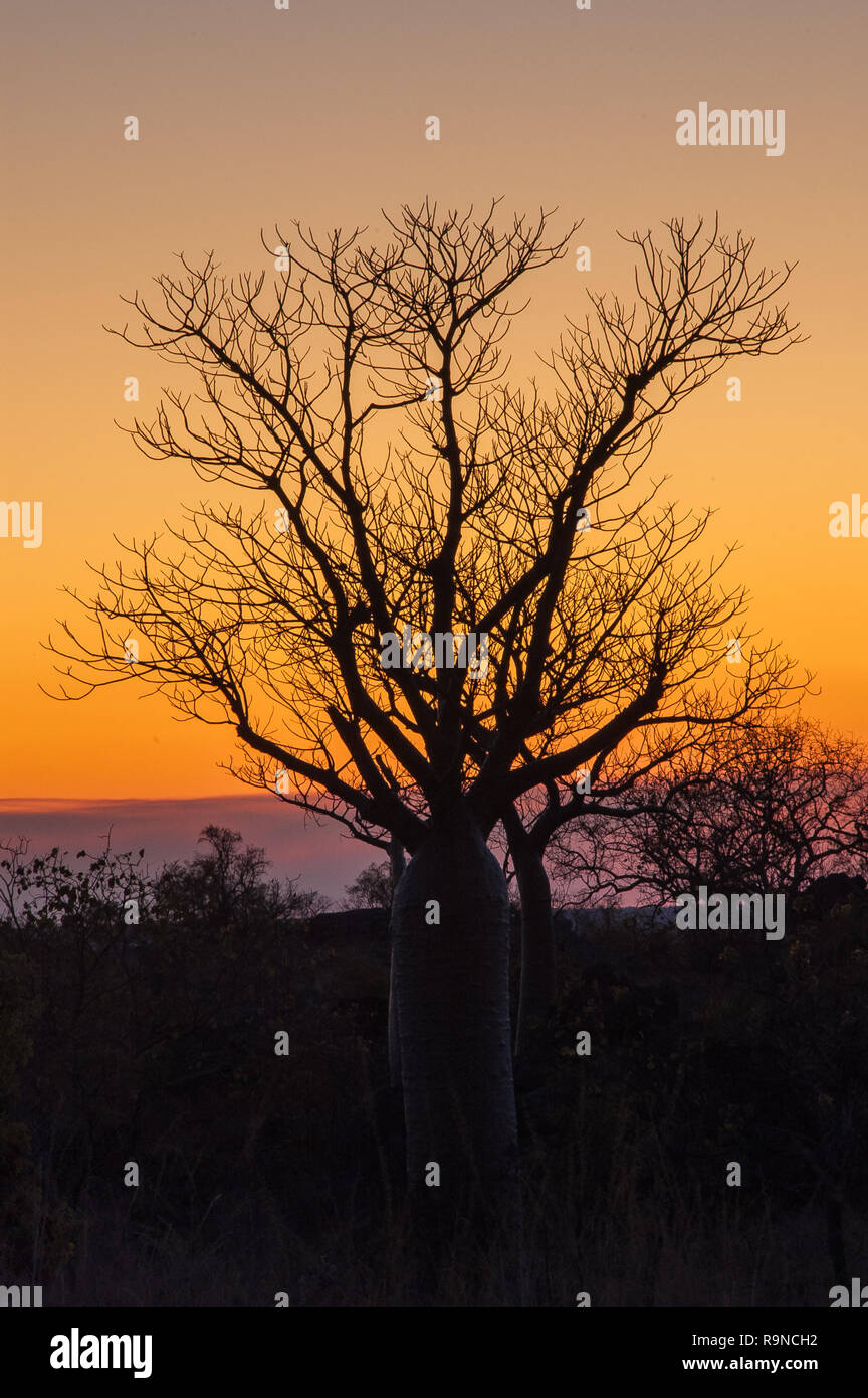 Napier downs hi-res stock photography and images - Alamy