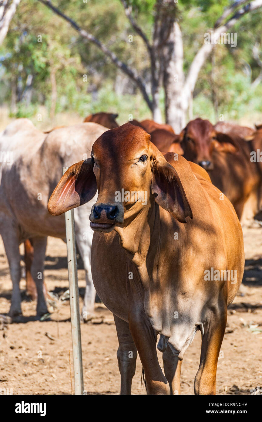 Napier downs hi-res stock photography and images - Alamy