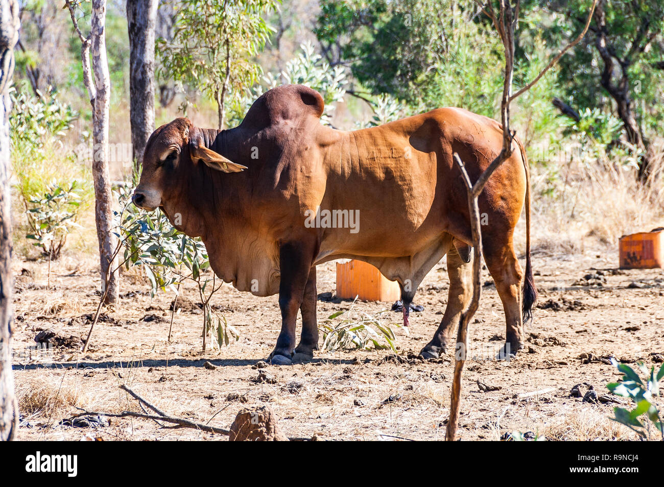Napier downs hi-res stock photography and images - Alamy