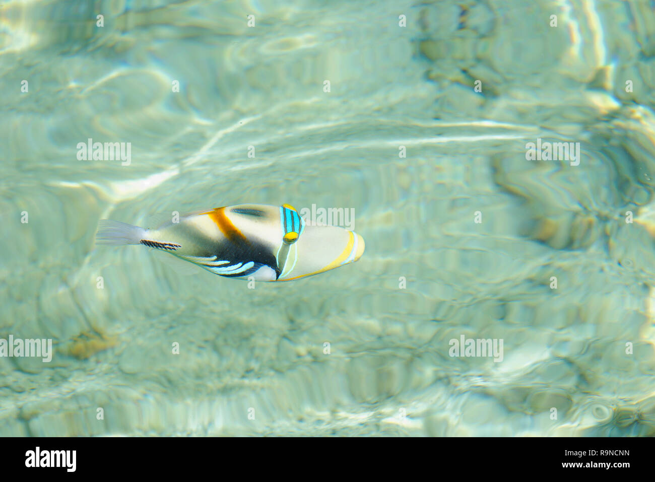 Picasso triggerfish hi-res stock photography and images - Alamy