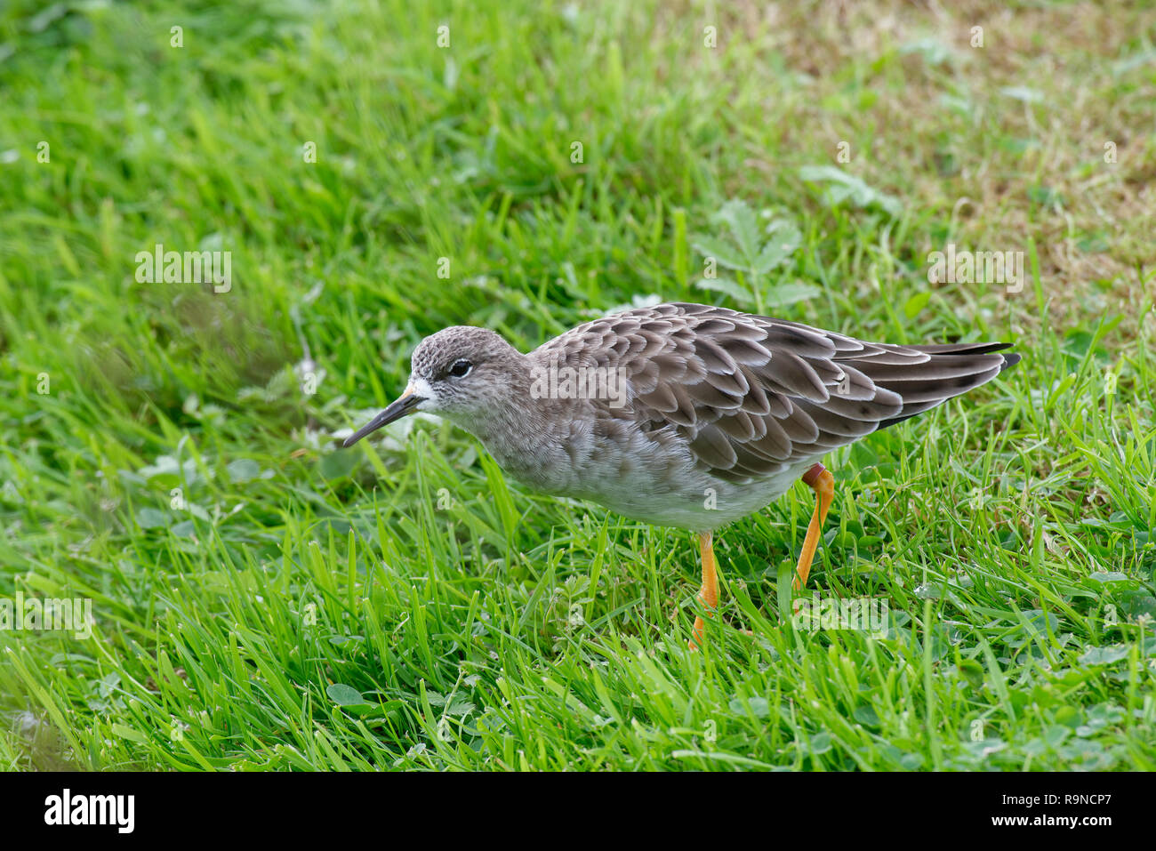 Ruff bird uk hi-res stock photography and images - Alamy