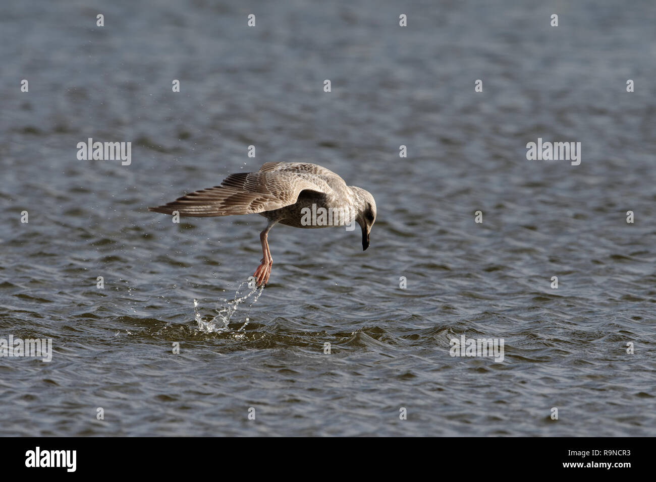 Seagull diving into sea hi-res stock photography and images - Alamy