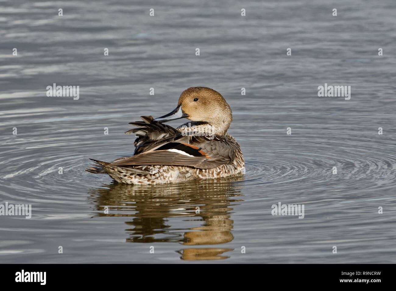 Female duck preening hi-res stock photography and images - Alamy