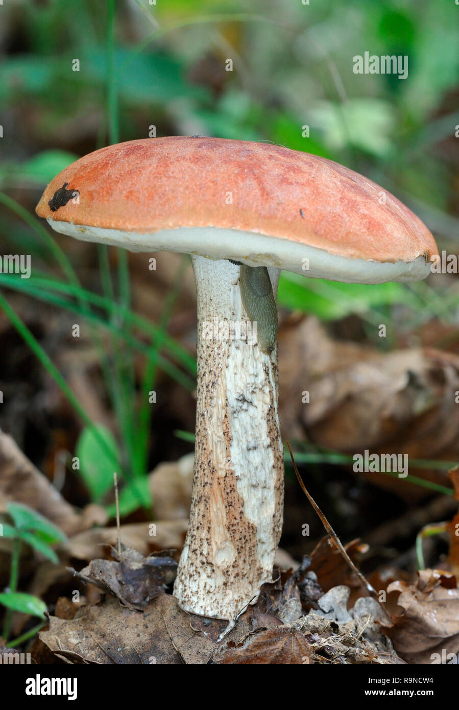 Bolete mushroom pores hi-res stock photography and images - Alamy