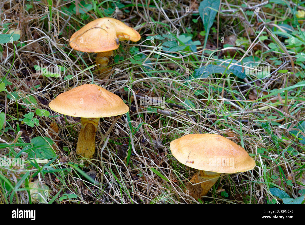 Larch Bolete - Suillus grevillei Common mushroom with Larch Trees Stock ...