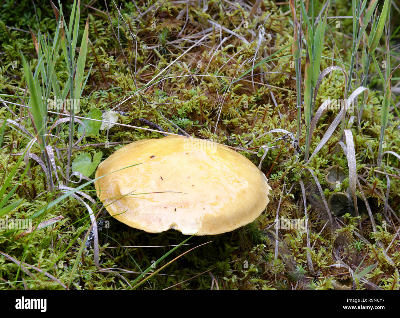 Larch Bolete - Suillus grevillei Common mushroom with Larch Trees Stock ...