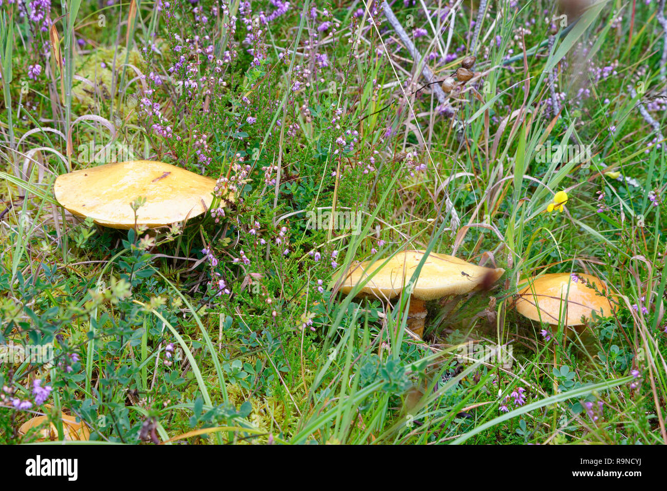Larch Bolete - Suillus grevillei Common mushroom with Larch Trees Stock ...