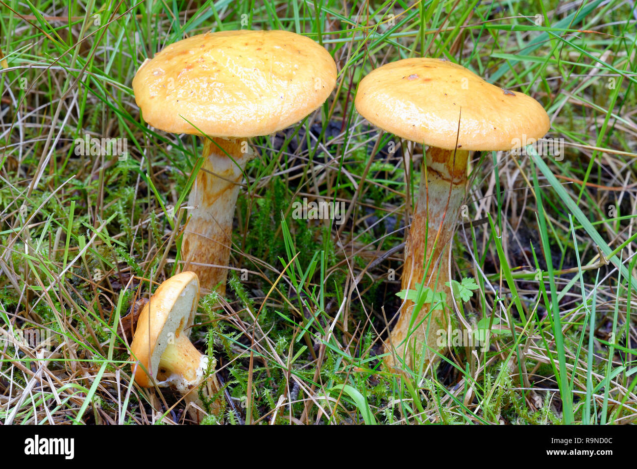 Larch Bolete - Suillus grevillei Common mushroom with Larch Trees Stock ...