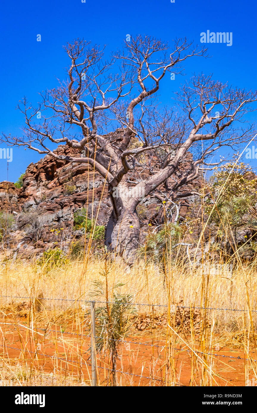 Napier downs hi-res stock photography and images - Alamy