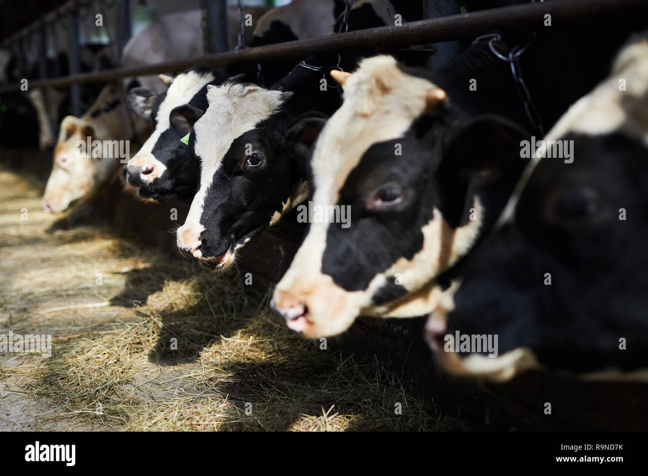 Group milk cow eating hi-res stock photography and images - Alamy
