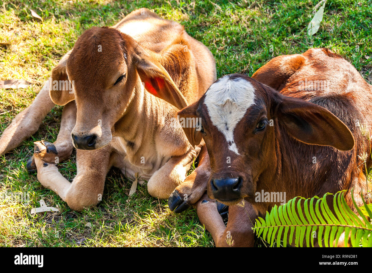 Two beautiful brown calves on a cattle station in remote Western ...
