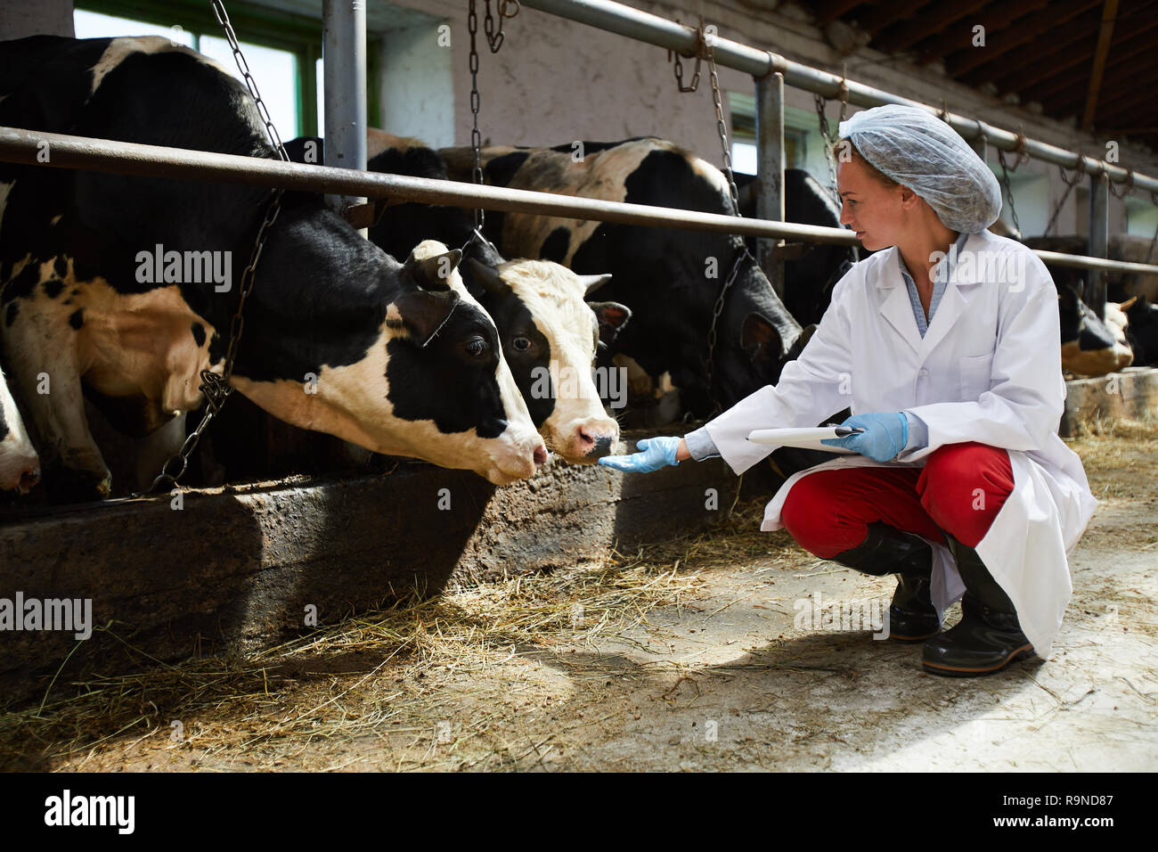 Working with cows Stock Photo - Alamy