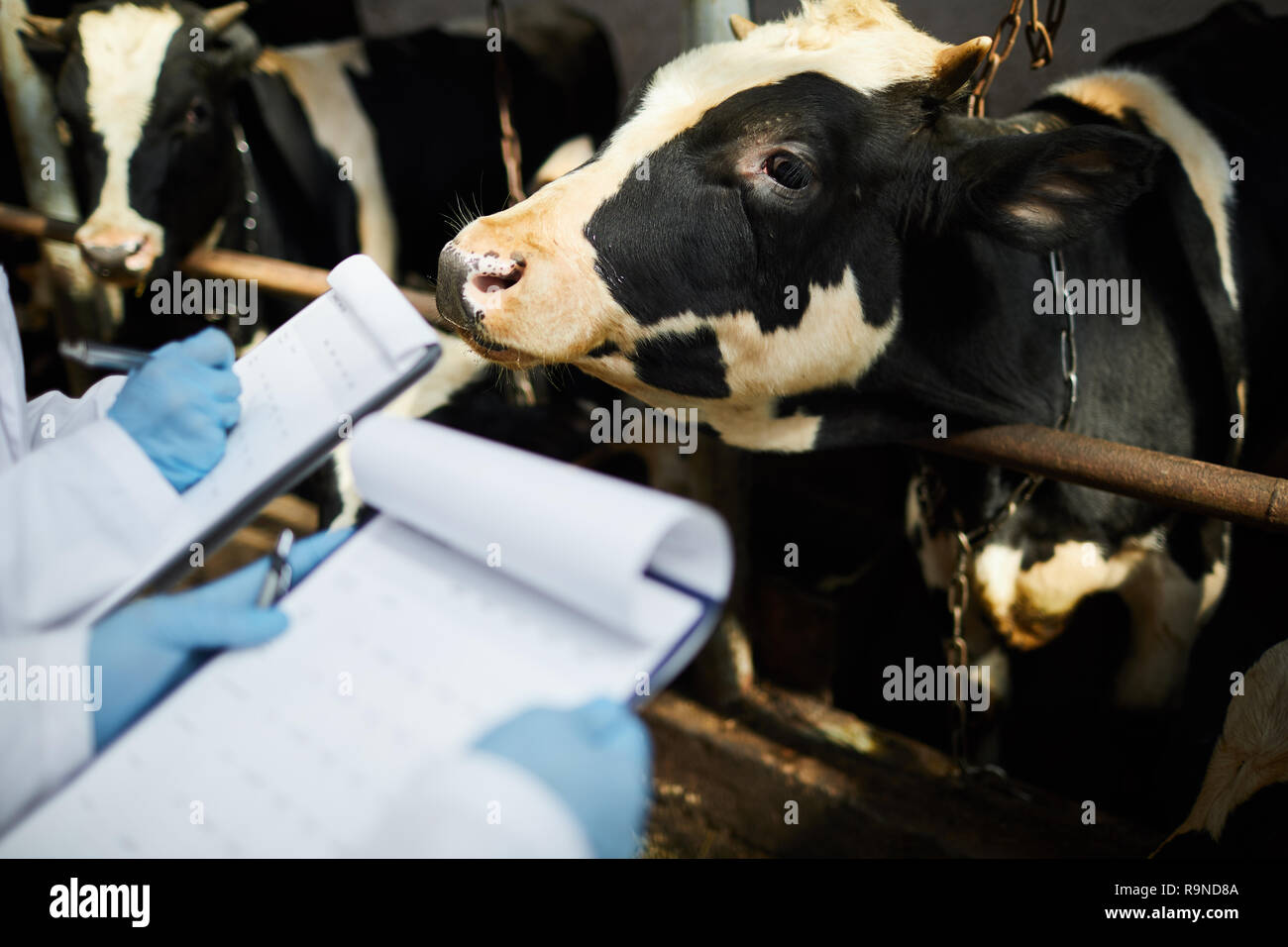 Calf with human head hi-res stock photography and images - Alamy
