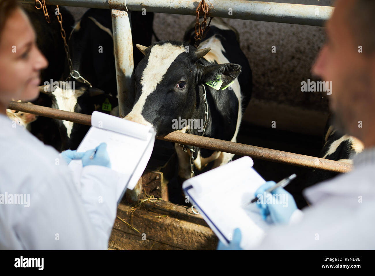 Calf with human head hi-res stock photography and images - Alamy