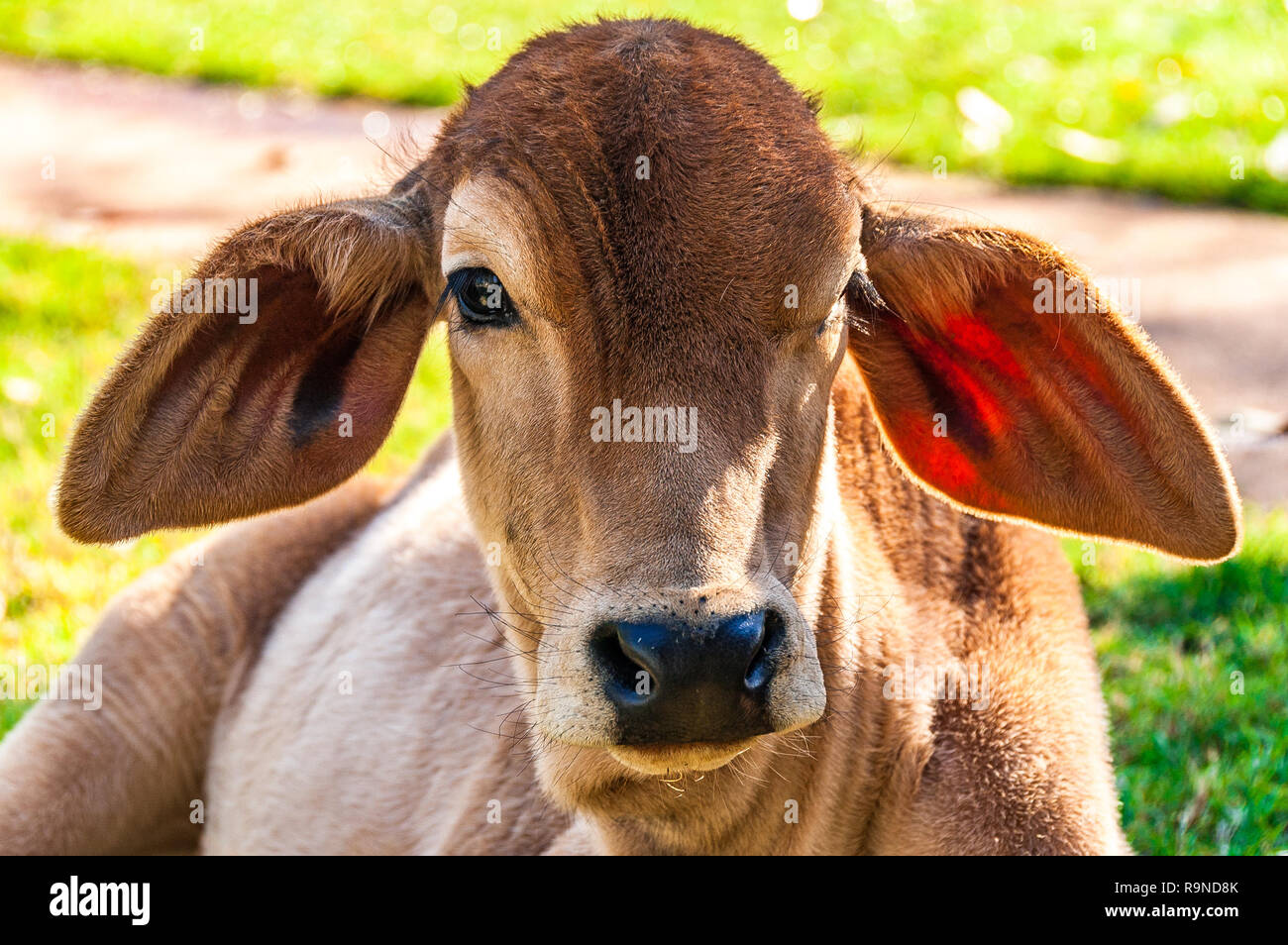 Napier downs cattle station hi-res stock photography and images - Alamy