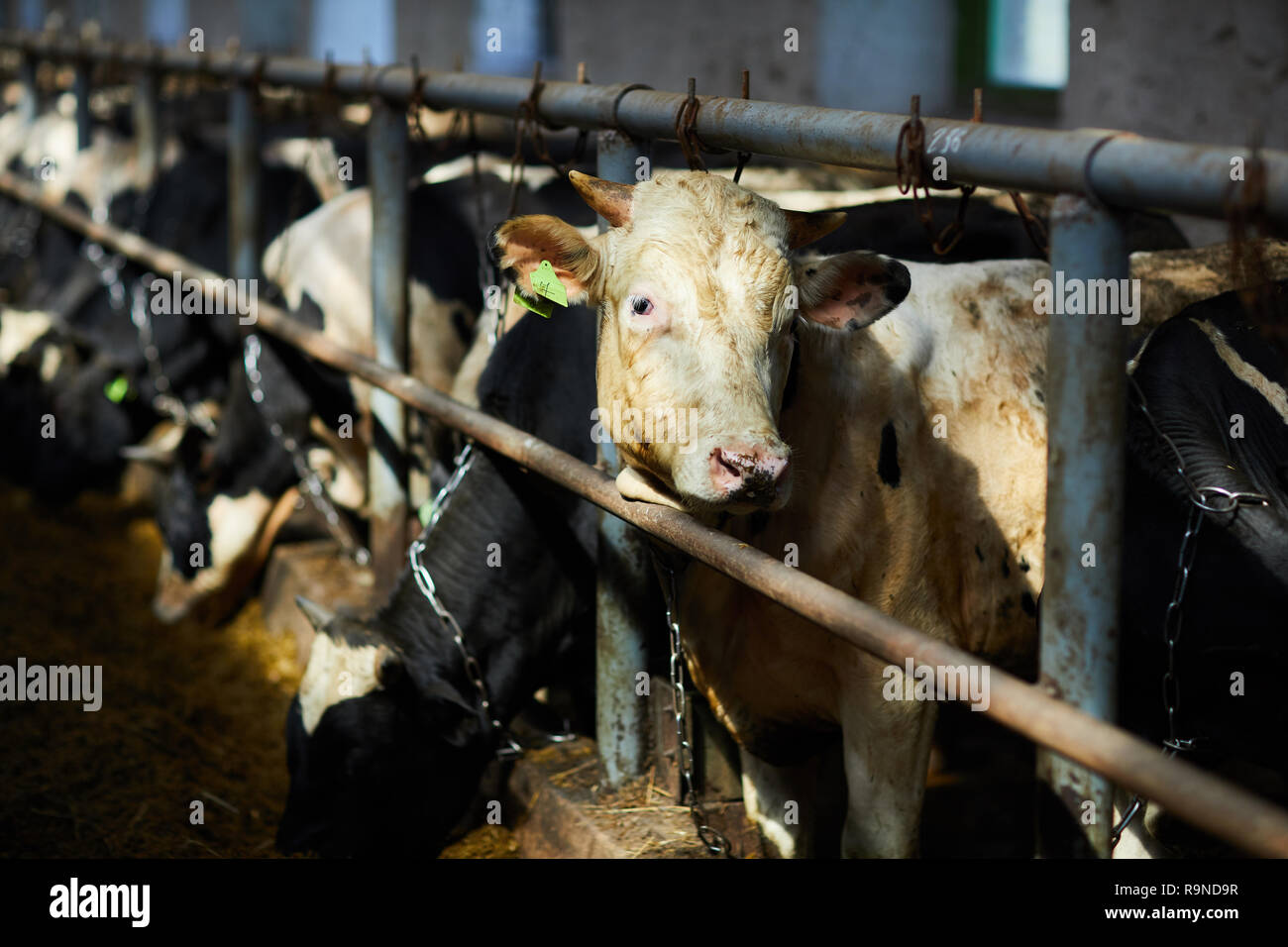 Cow in stable Stock Photo - Alamy
