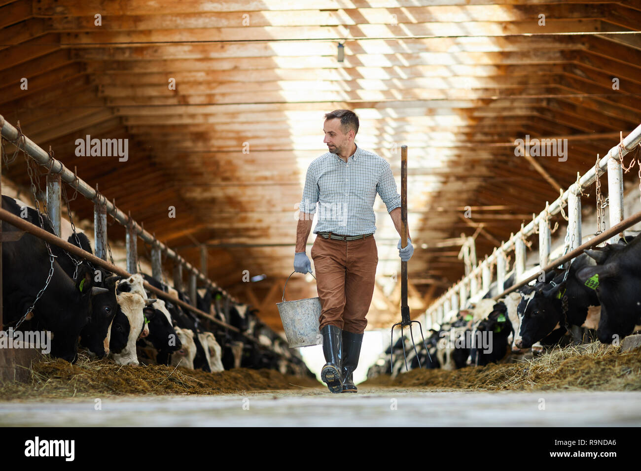 Worker of livestock farm Stock Photo - Alamy