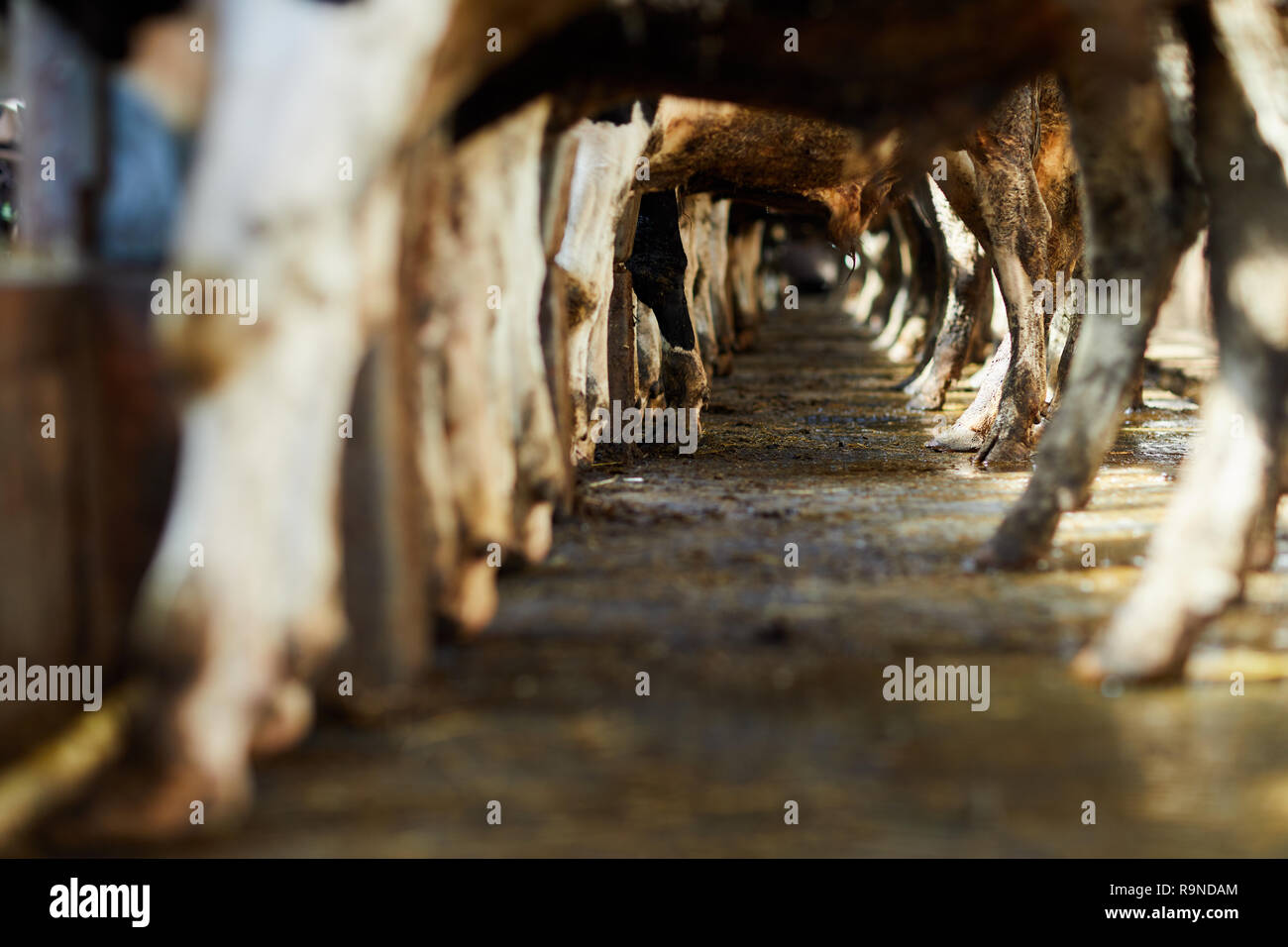 Dairy farm cow legs hi-res stock photography and images - Alamy
