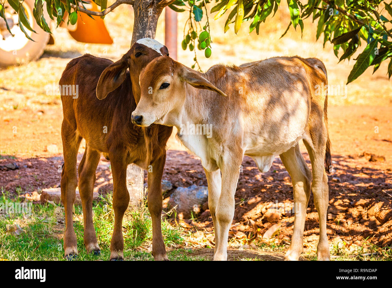 Cattle on outback station in hi-res stock photography and images - Alamy