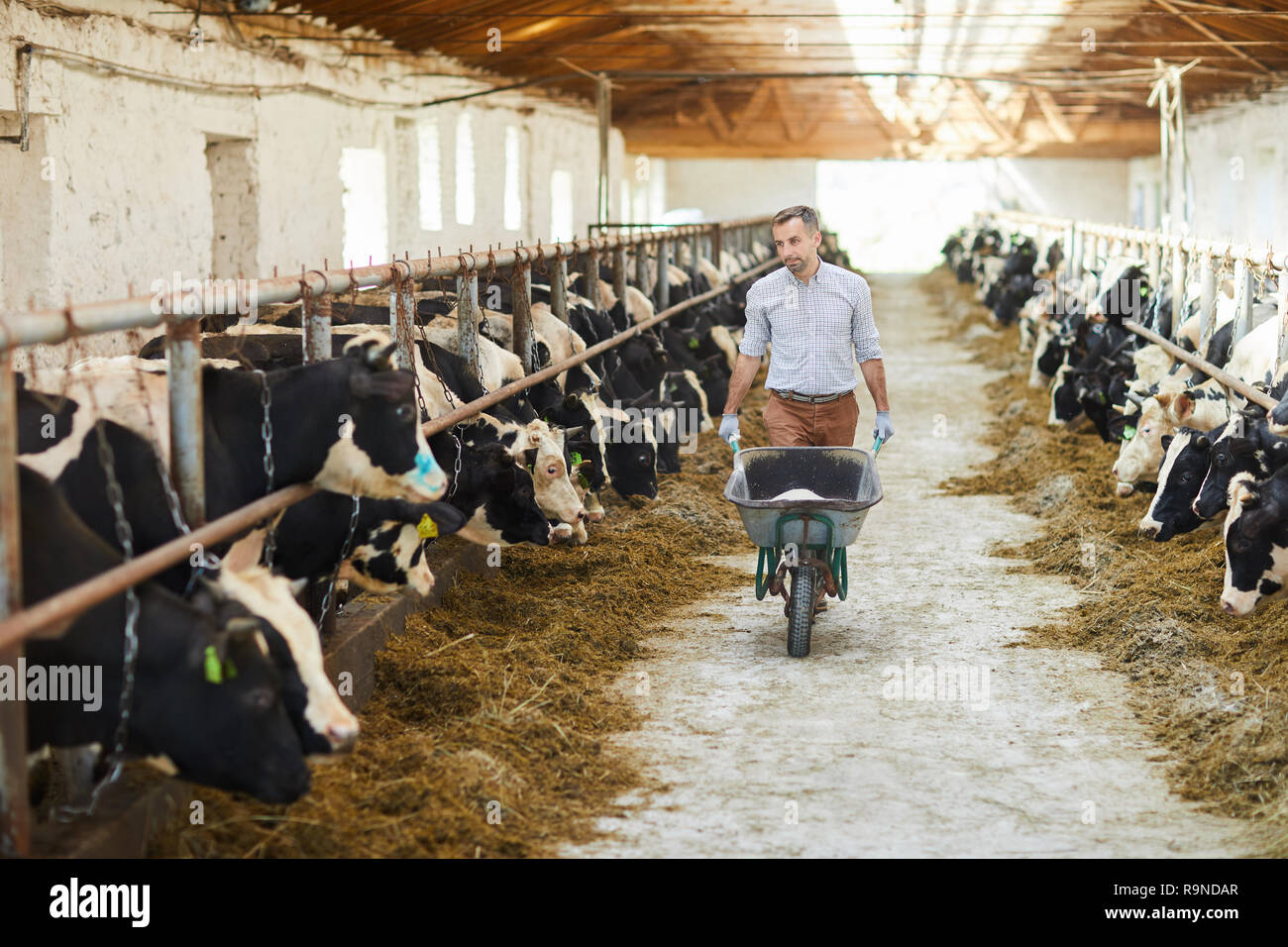 Looking after cows Stock Photo - Alamy