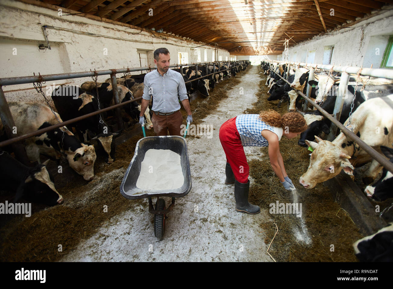 Working in cow farm Stock Photo - Alamy