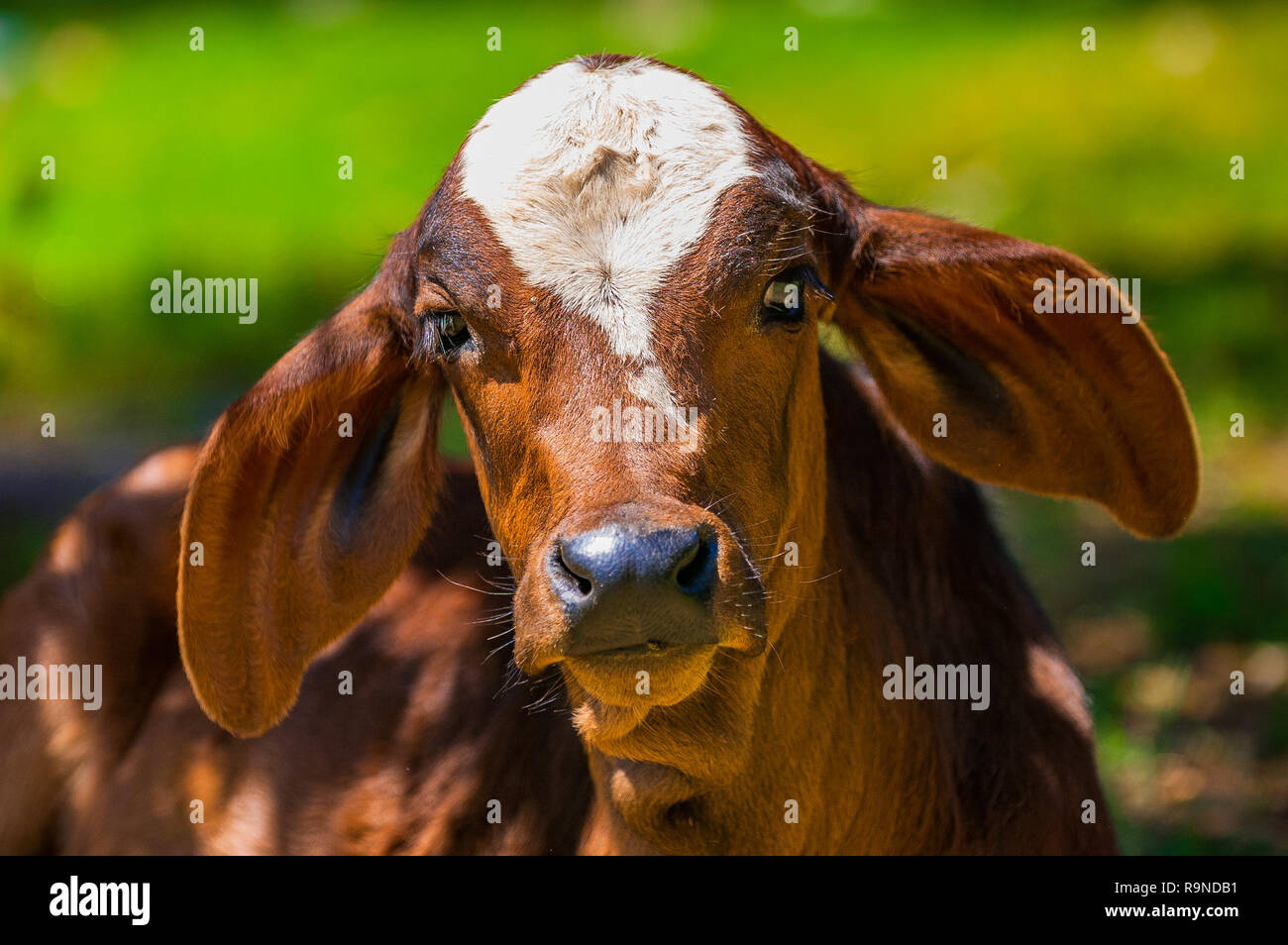 Napier downs hi-res stock photography and images - Alamy