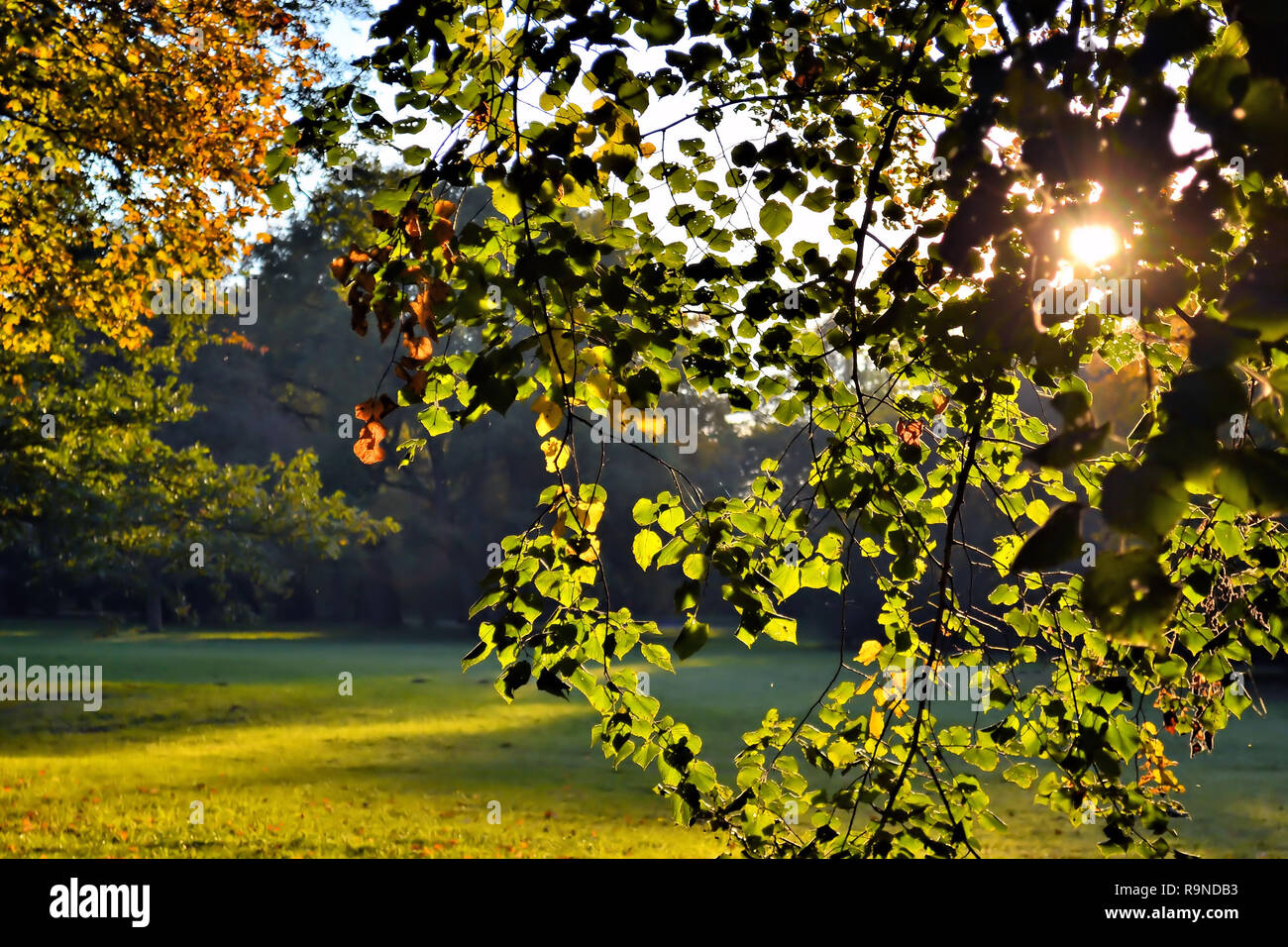 Park in Magdeburg at sunset Stock Photo - Alamy
