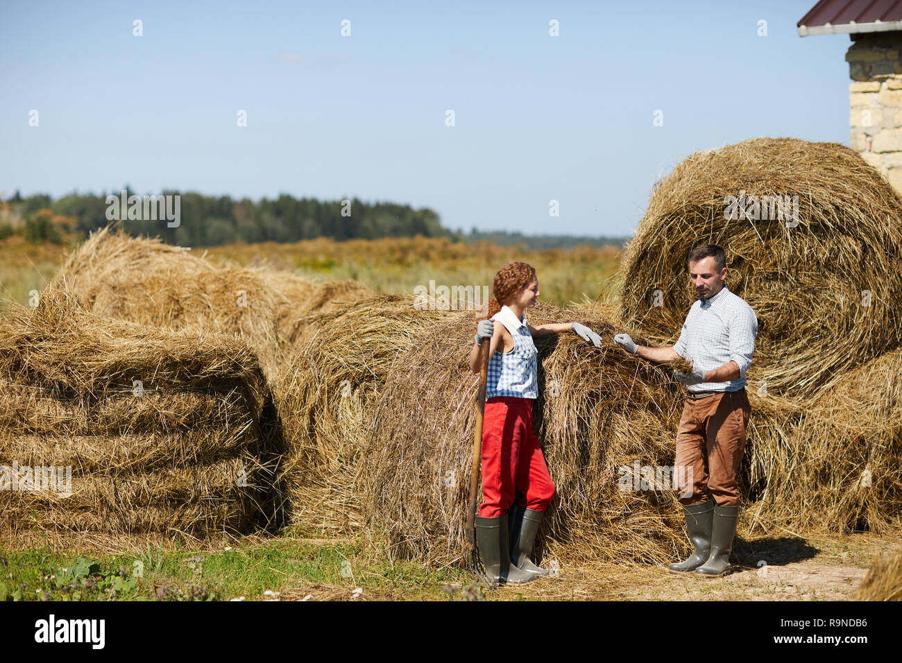 Hay of good quality Stock Photo - Alamy