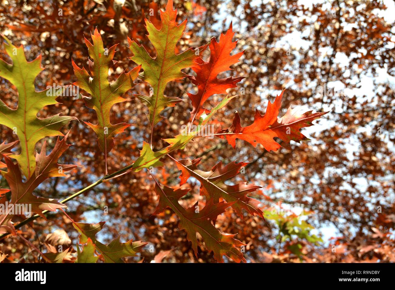 Leaves of a red oak in autumn Stock Photo - Alamy